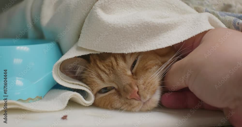 A man scratches and calms a stray cat in a shelter. A cute ginger cat ...