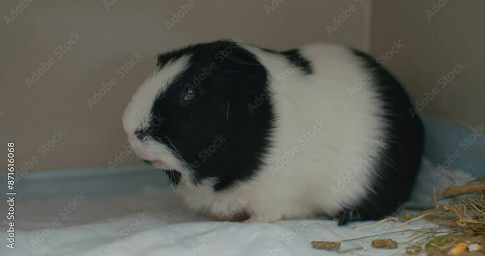A cute guinea pig with sad eyes sits in a cage at a veterinary hospital ...