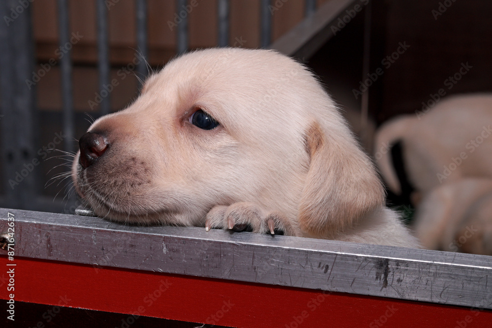 Light blond Labrador puppy can just see over the edge of the whelping ...