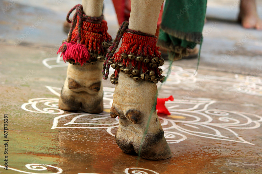 sankranthi cow traditional wearing salangai for legs Stock Photo ...