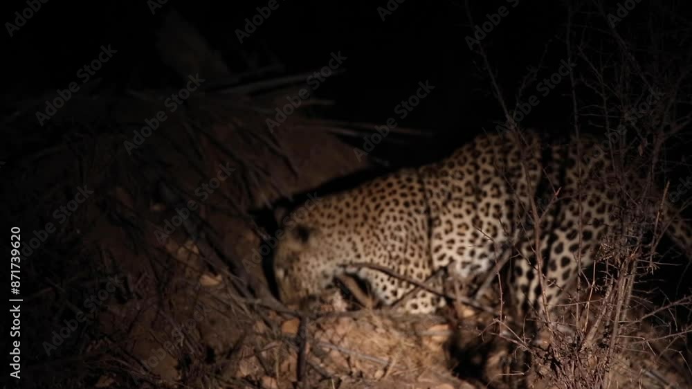 Rare footage battle fight between leopard and honey badger at night at ...