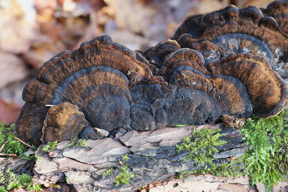 Ischnoderma benzoinum, known as Benzoin bracket fungus, wild polypore ...