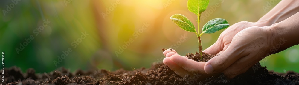 Planting a tree sapling together in the soil selective focus, growth ...