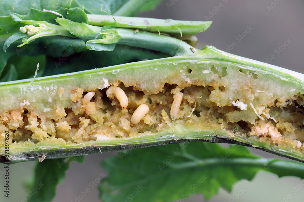 Oilseed rape stalk damaged by larvae of cabbage stem weevil ...