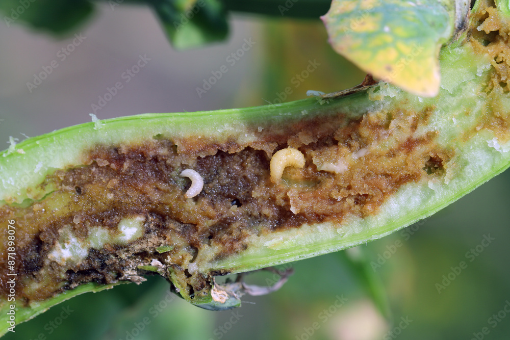 Larvae of Spotted cabbage stem weevil (Ceutorhynchus pallidactylus) and ...