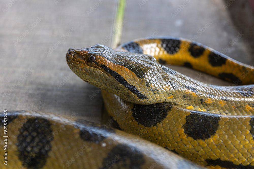 The green anaconda (Eunectes murinus), is a constrictor snake of the ...