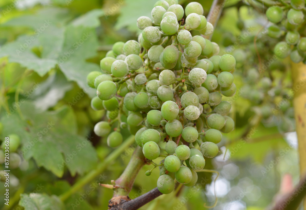 Powdery mildew, also known as Oidium, can infect all green parts of the ...