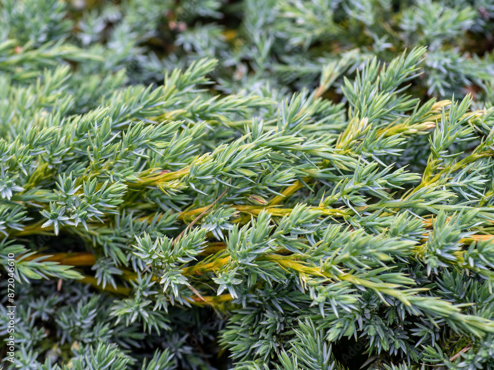 Creeping juniper or creeping cedar closeup. Background with branches of ...