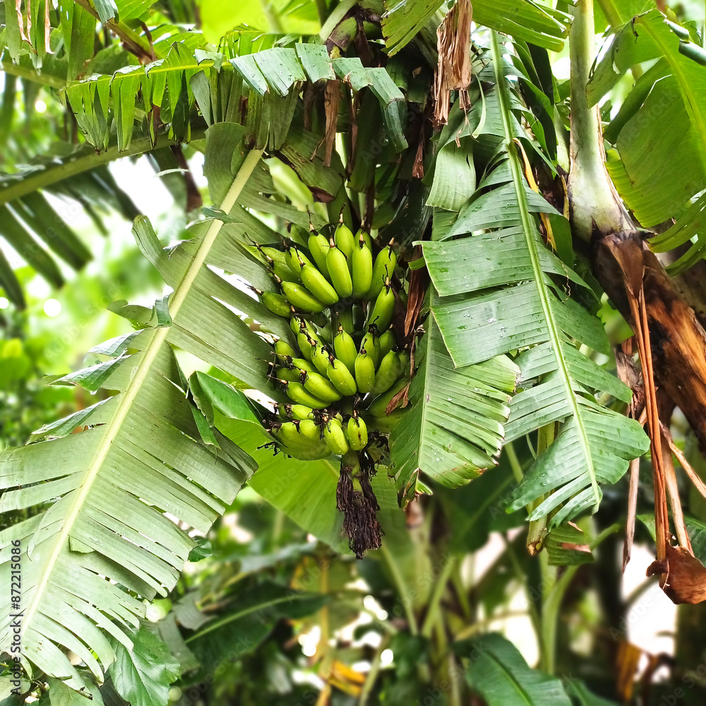 banana tree with bananas a bunch of bananas hanging from a tree Stock ...
