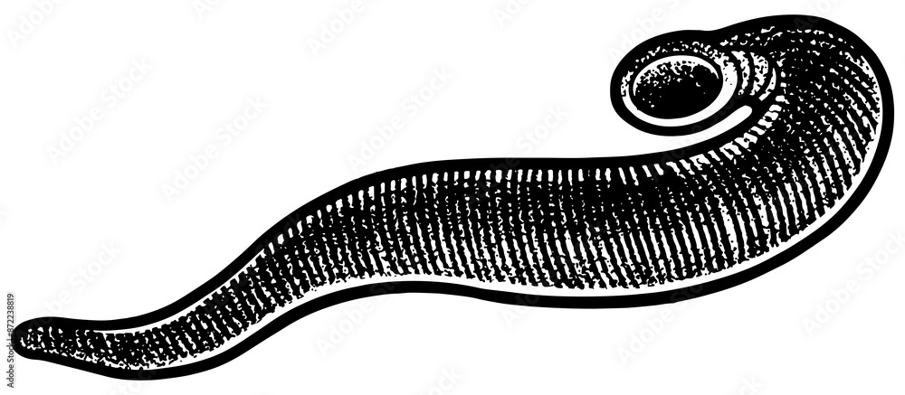 medicinal leech sketch engraving PNG illustration. T-shirt apparel ...