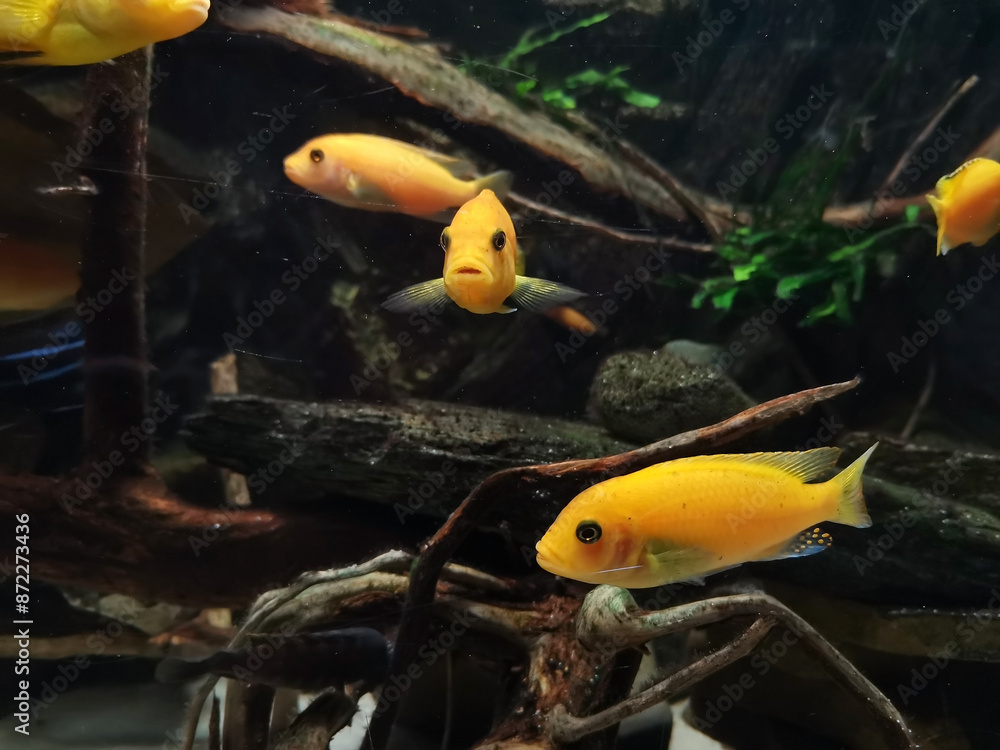 Aquarium fish. Yellow cichlids swim in an aquarium. Cichlids are fish ...