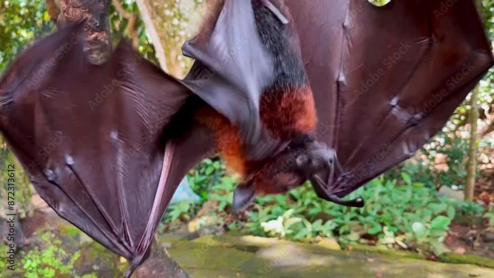 Giant fruit bats or large flying foxes - Pteropus vampyrus, Pteropus ...