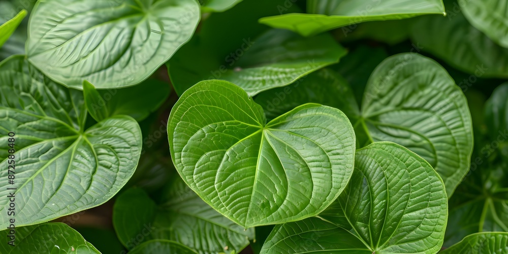 Kava Plant Piper Methysticum in the Garden A Symbol of Pacific Islander ...