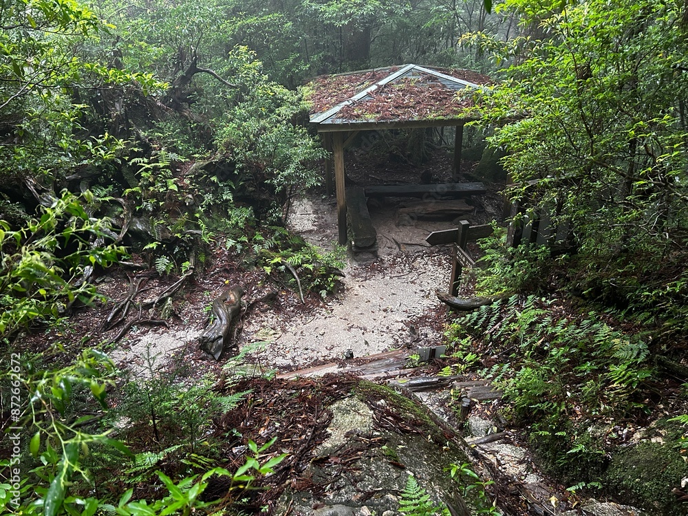 Yakusugi Land is a nature park populated by a number of yakusugi. The ...