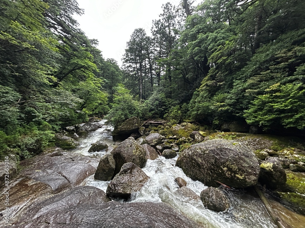 Yakusugi Land is a nature park populated by a number of yakusugi. The ...