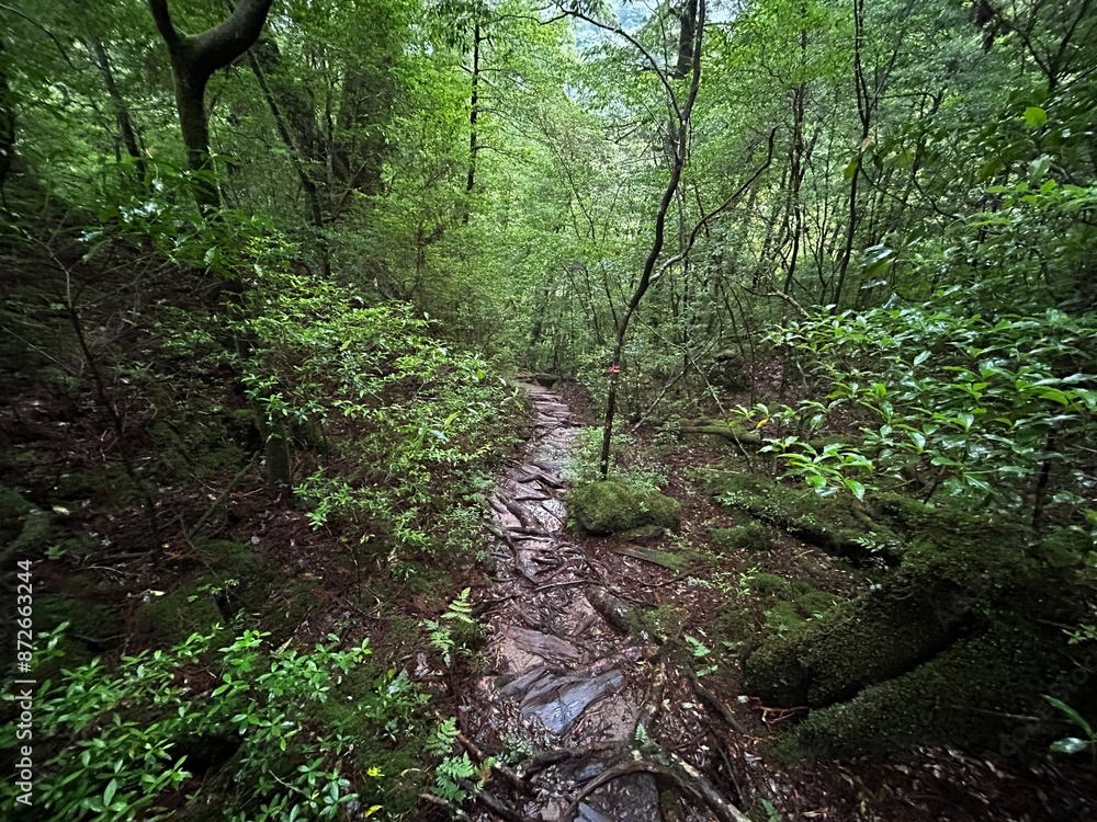 Yakusugi Land is a nature park populated by a number of yakusugi. The ...