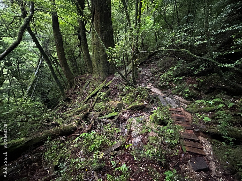 Yakusugi Land is a nature park populated by a number of yakusugi. The ...