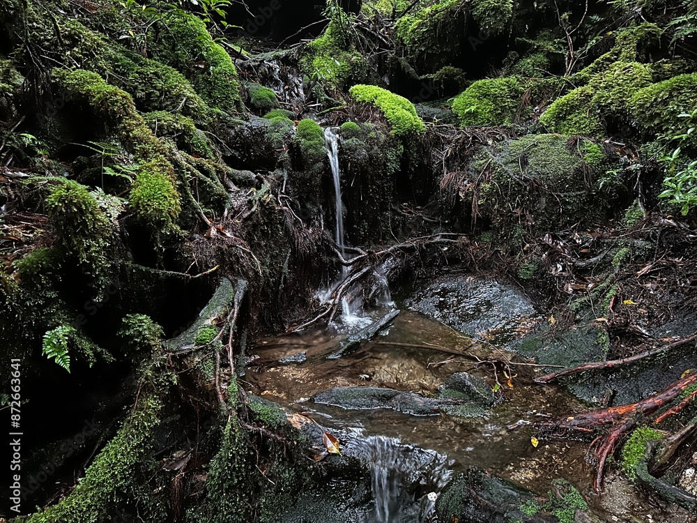 Yakusugi Land is a nature park populated by a number of yakusugi. The ...