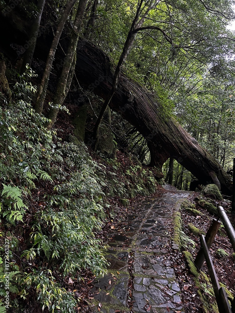 Yakusugi Land is a nature park populated by a number of yakusugi. The ...