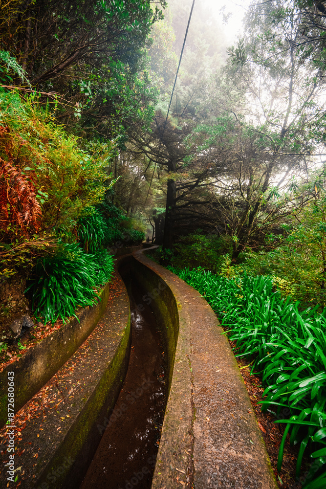 Magical misty green forest with waterfalls in Levada do Norte, Madeira ...