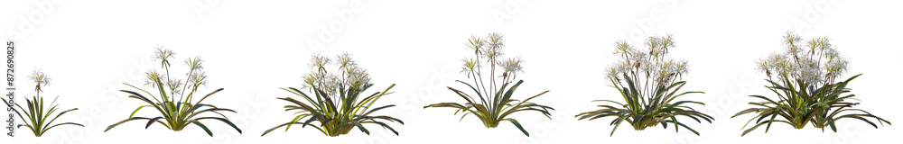 Set of 6 Crinum americanum (Florida swamp-lily, string lily, southern ...