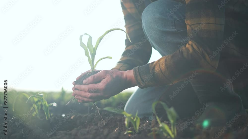Farmer hand planting sprout. farmer hand in fertile soil nurturing ...