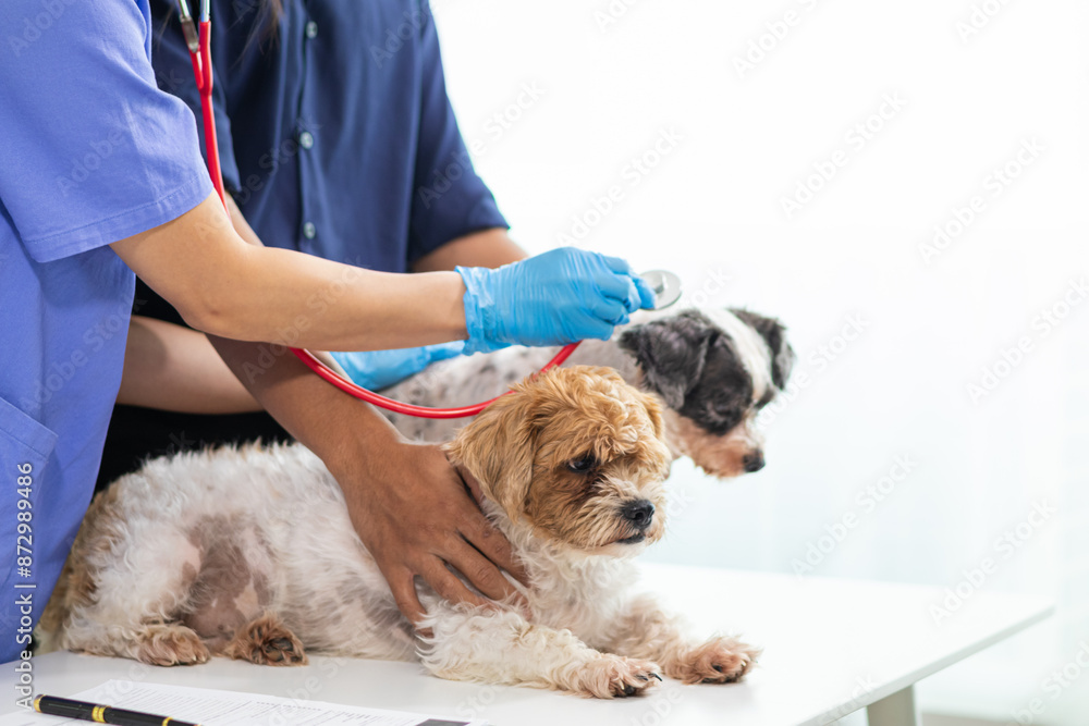 Veterinarian are using Stethoscopes to examine dog health and diagnose ...