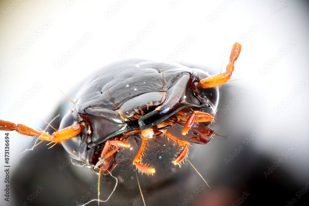 Extremely detailed photo of bug's head. Whirligig beetle in macro ...