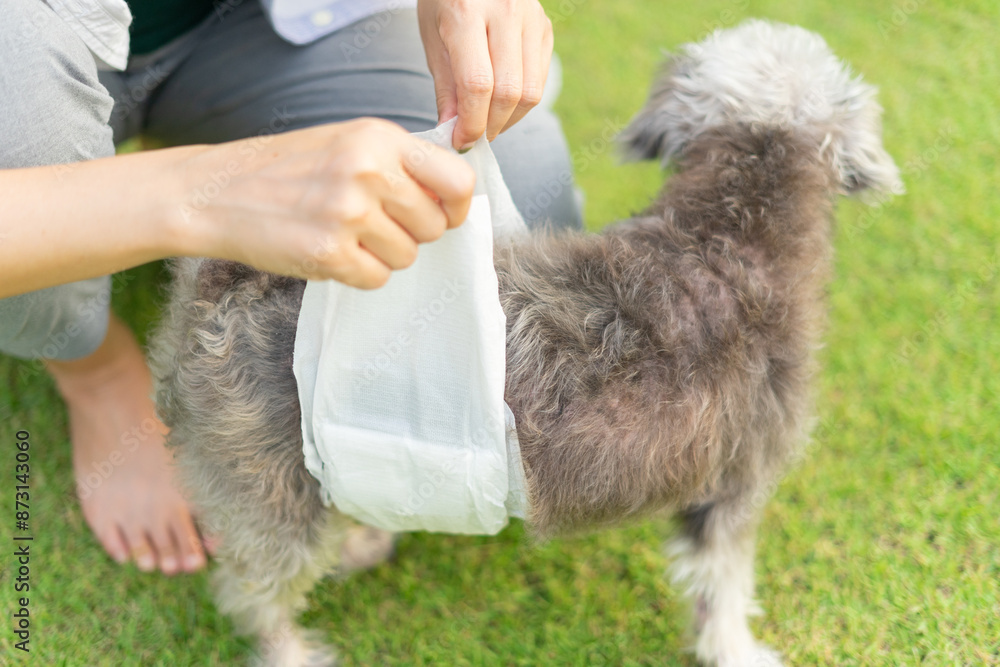 Senior Crossbreed dog wearing a diaper for urinary incontinence. Sick ...