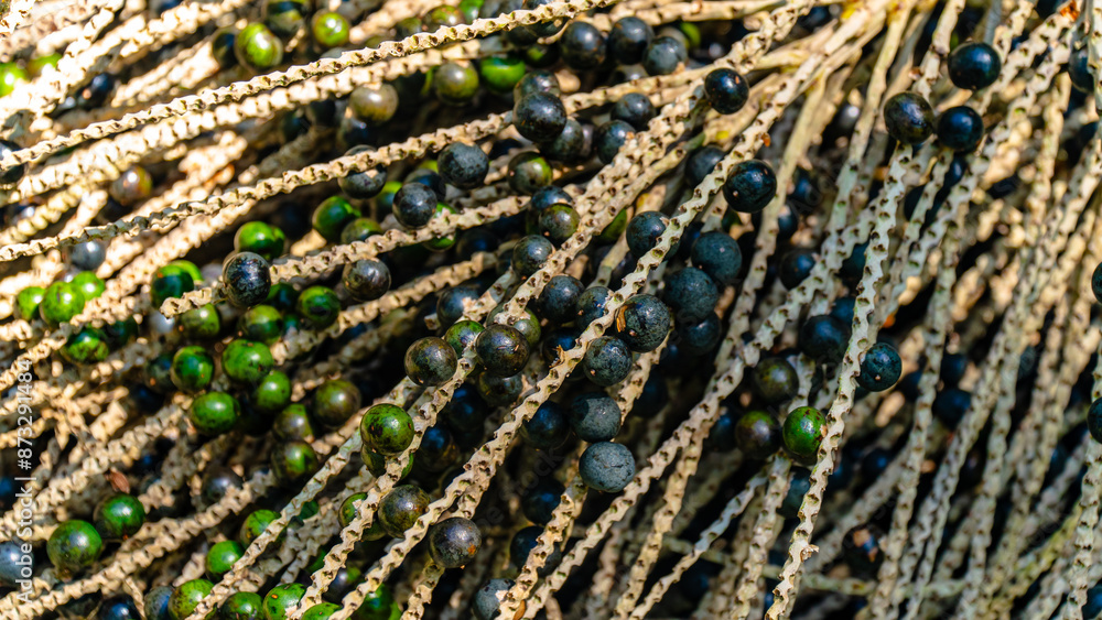 Açaí Nativo Ilha Marajó Amazônia Pará Brasil Fruta Colheita Agricultura ...
