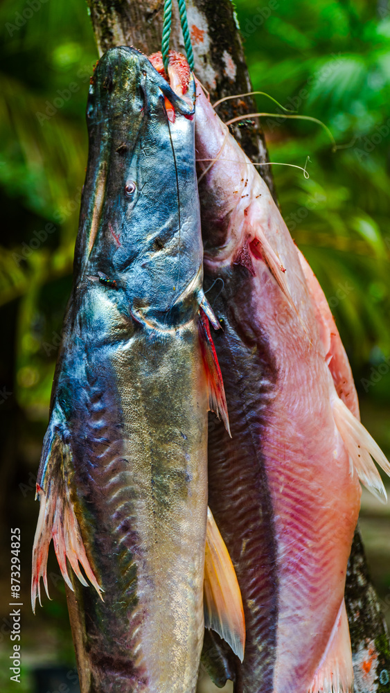 Peixes Pescados Ilha Marajó Amazônia Pará Brasil Espécies de Água Doce ...