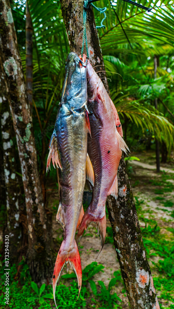 Foto de Peixes Pescados Ilha Marajó Amazônia Pará Brasil Espécies de ...