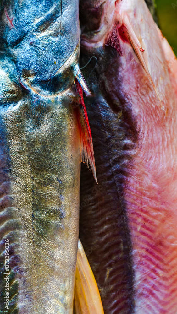 Peixes Pescados Ilha Marajó Amazônia Pará Brasil Espécies de Água Doce ...