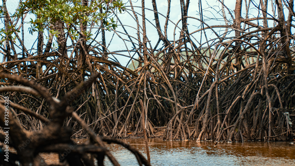 Mangue Manguezal Ilha Marajó Amazônia Pará Brasil Pântanos Floresta ...