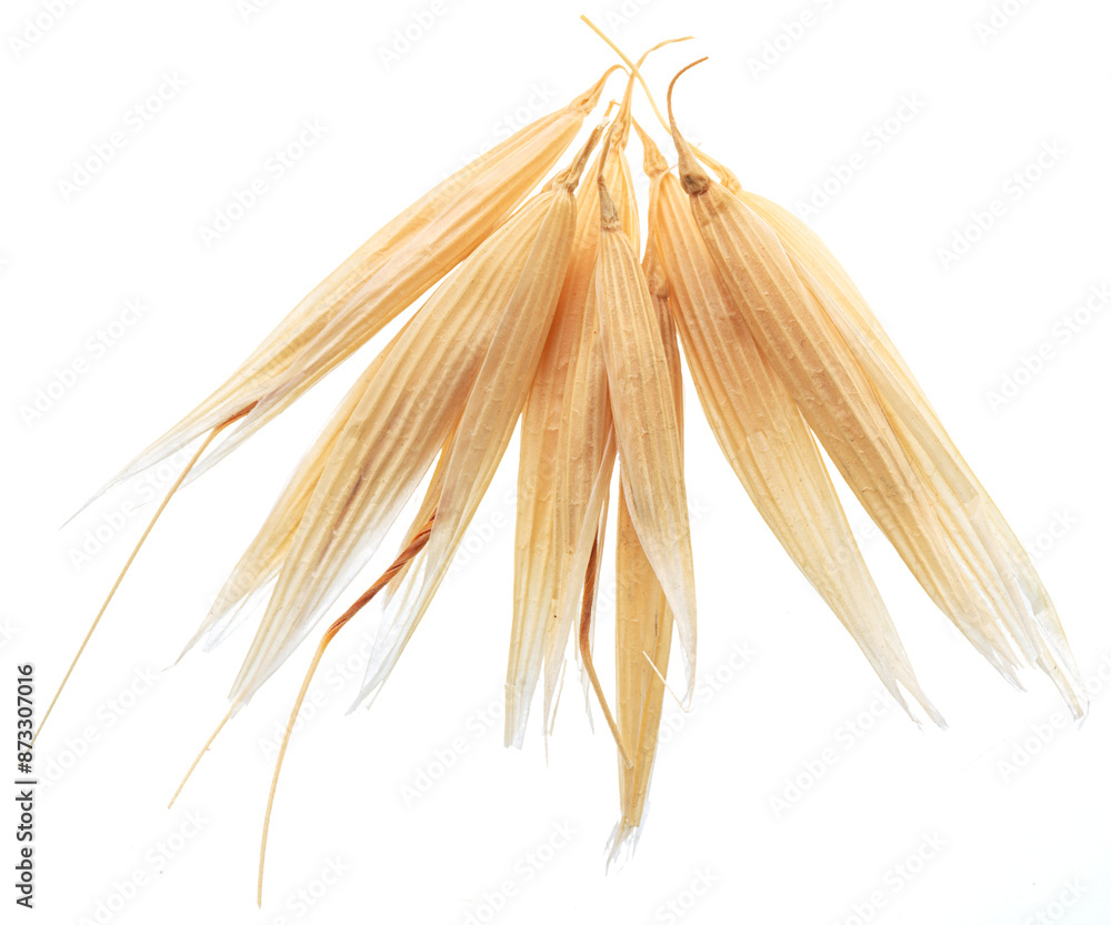 Dry oat plant florets isolated on white background. Macro shoot. Stock ...