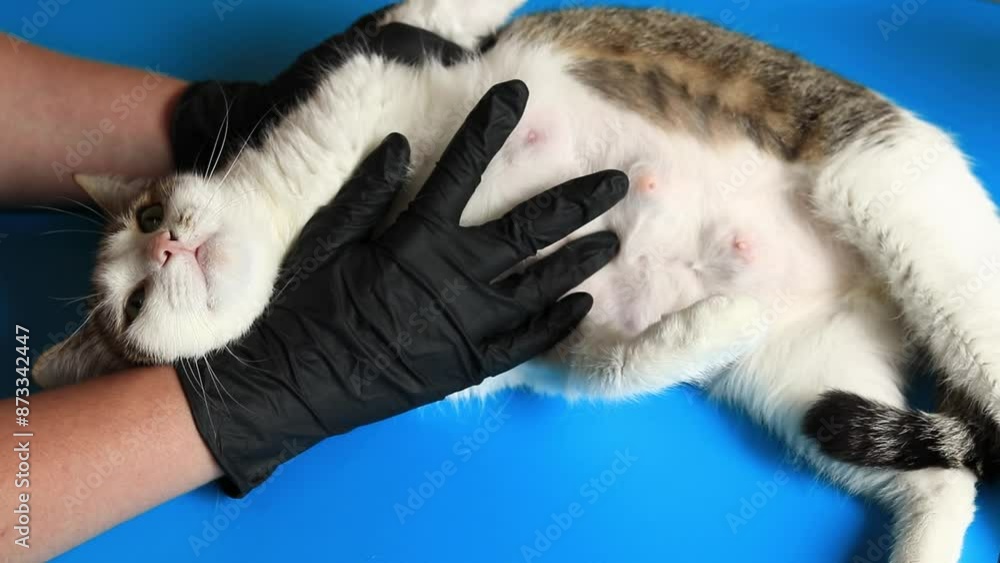 Mastitis in a cat. A doctor examines a cat’s mammary gland, close-up ...