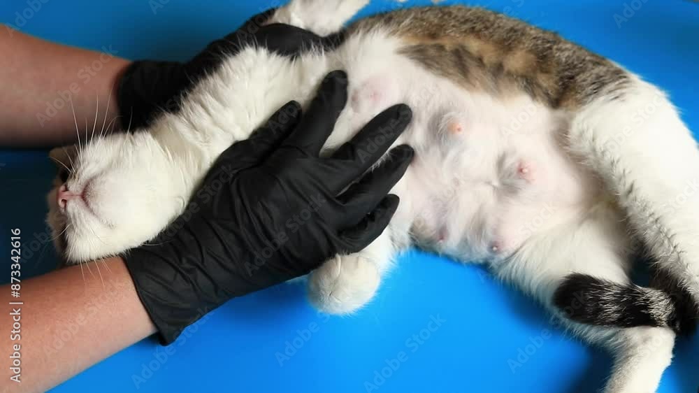 Mastitis in a cat. A doctor examines a cat’s mammary gland, close-up ...