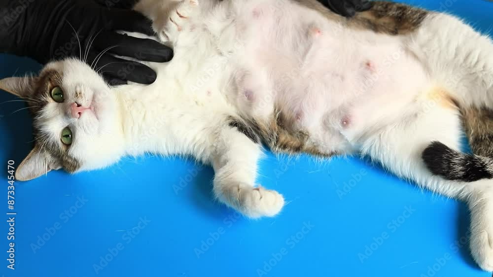 Mastitis in a cat. A doctor examines a cat’s mammary gland, close-up ...