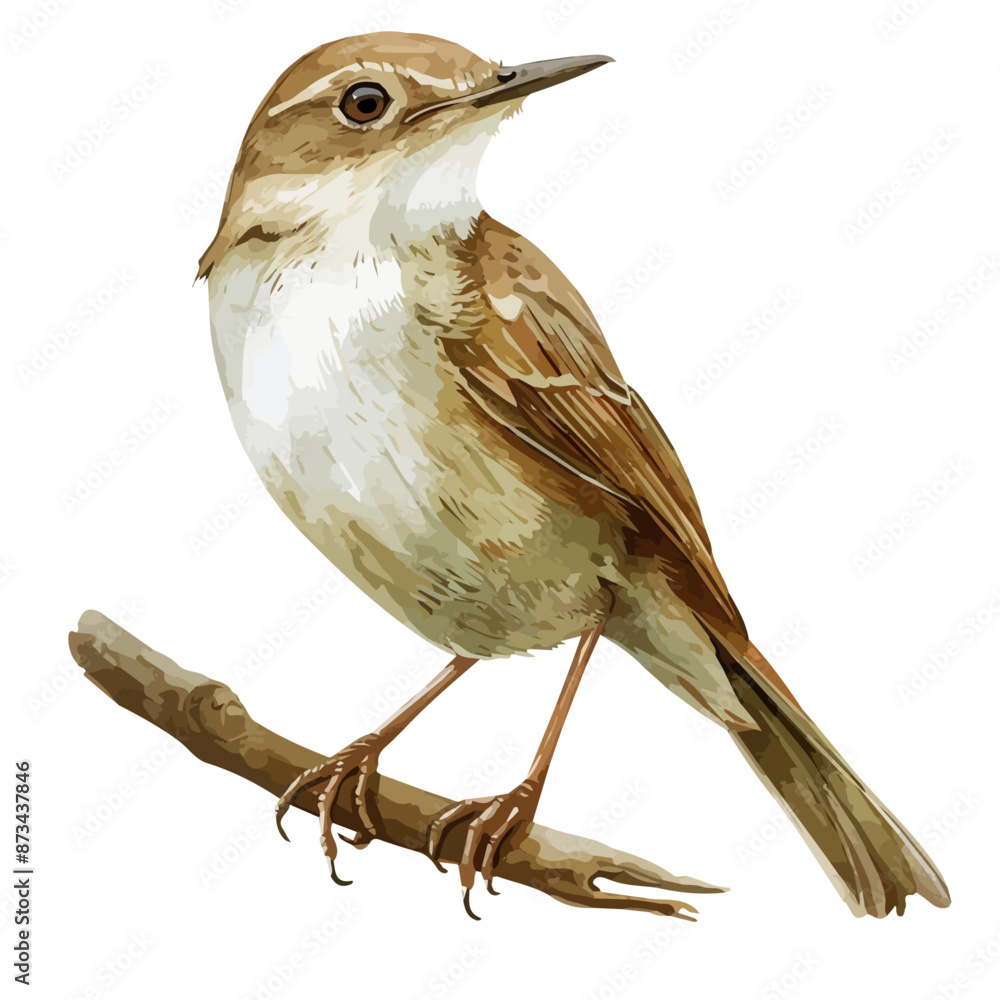 Watercolor painting vector of a Nightingale, isolated on a white ...