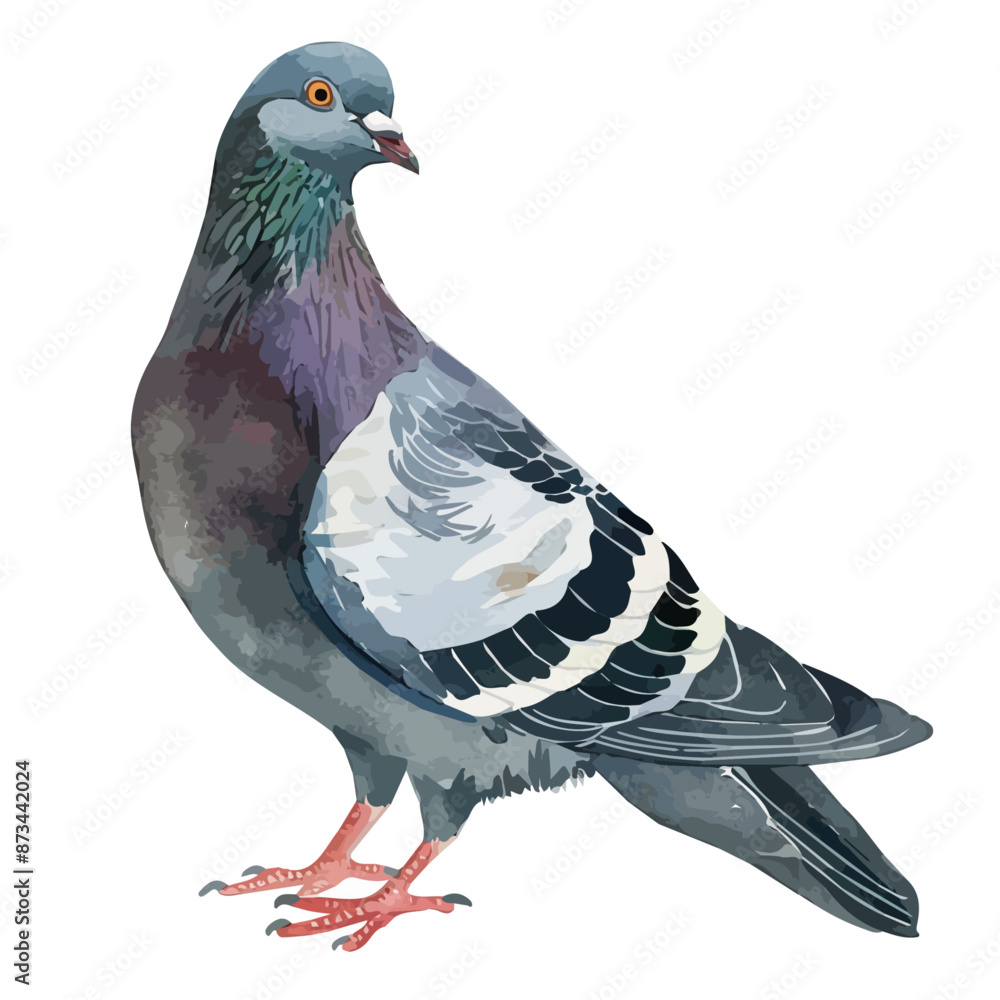 Watercolor vector of a Pigeon, isolated on a white background, design ...