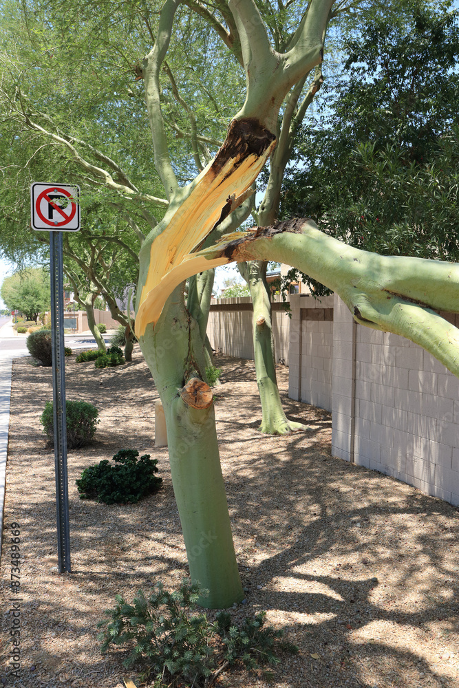Breakage of Palo Verde tree due to dark trunk rot during excessive ...