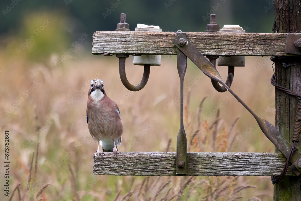 Perched on an old telegraph pole is a portrait of a jay. The pole has ...