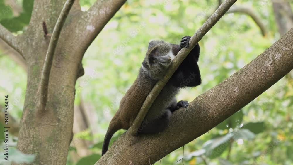 Monkey Lying Down in a Tree in Africa in Kilimanjaro National Park in ...