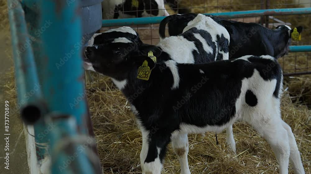 Small calf cows sucking milk on the farming equipment. Cute small cows drinking from the ...