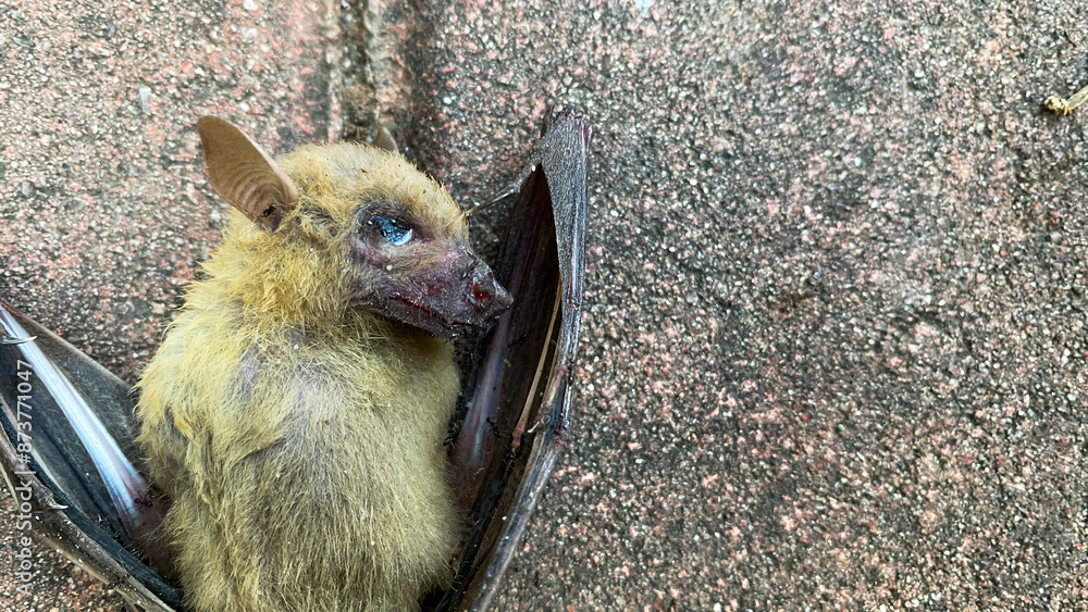 Dead bat with its wings folded and eyes open on the concrete floor ...