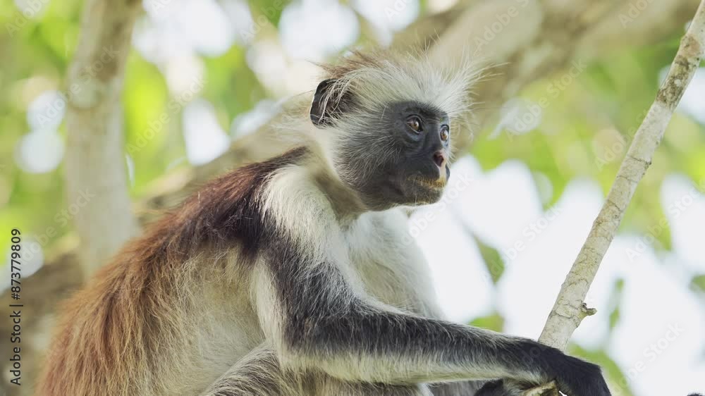 Red Colobus Monkey in Zanzibar in Africa, Close Up Portrait of Monkeys ...