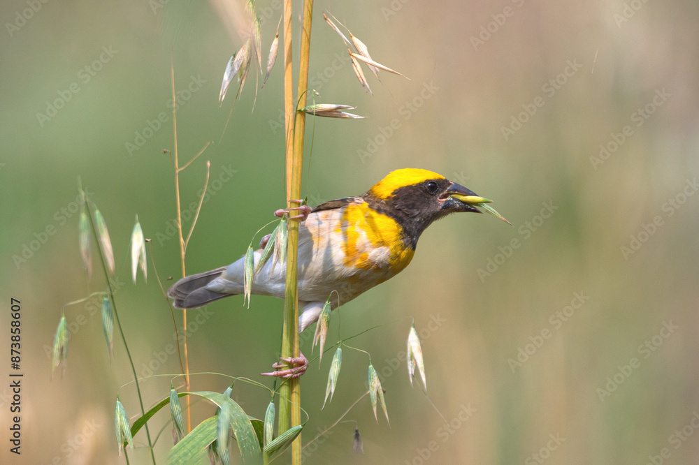 Baya Weaver (Ploceus philippinus) is a weaverbird or engineer bird best ...