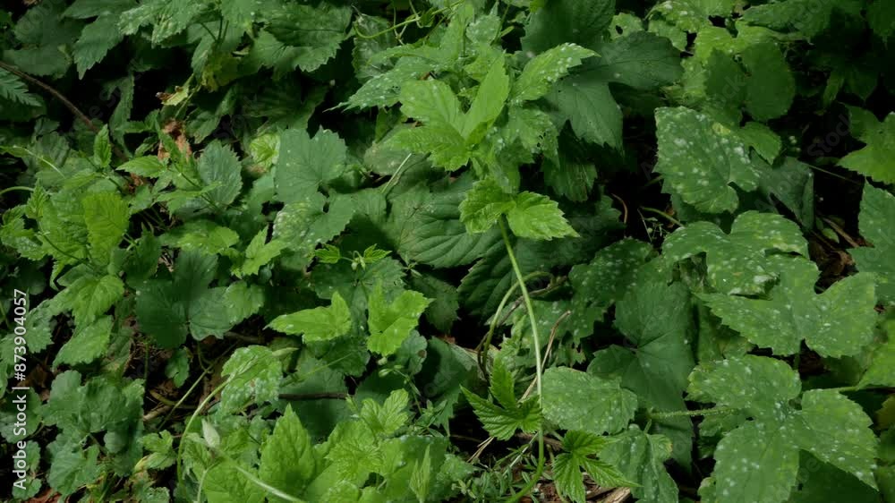 White spots on Plant Leaves, leaves affected by fungus, Disease ...