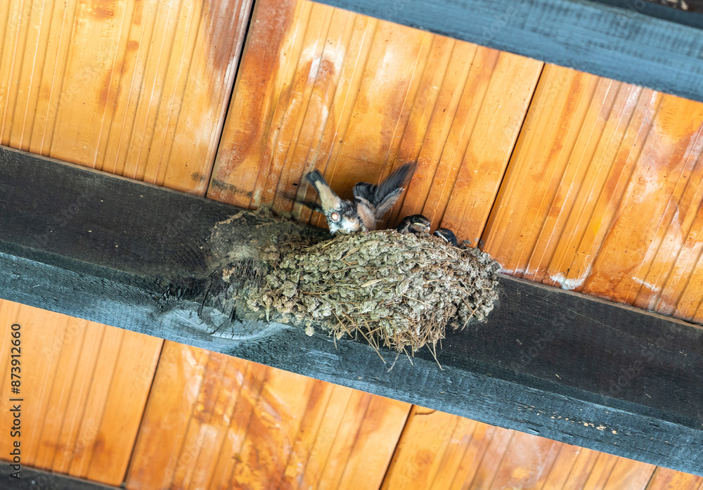 Baby birds, swallow chicks in nest under a wooden roof beam. The chicks ...