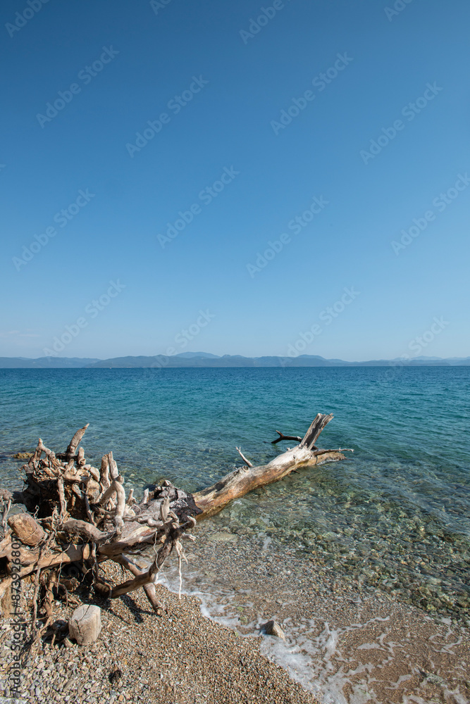 Tree trunk by the sea. Tree trunks on the beach. Tree trunks on the ...